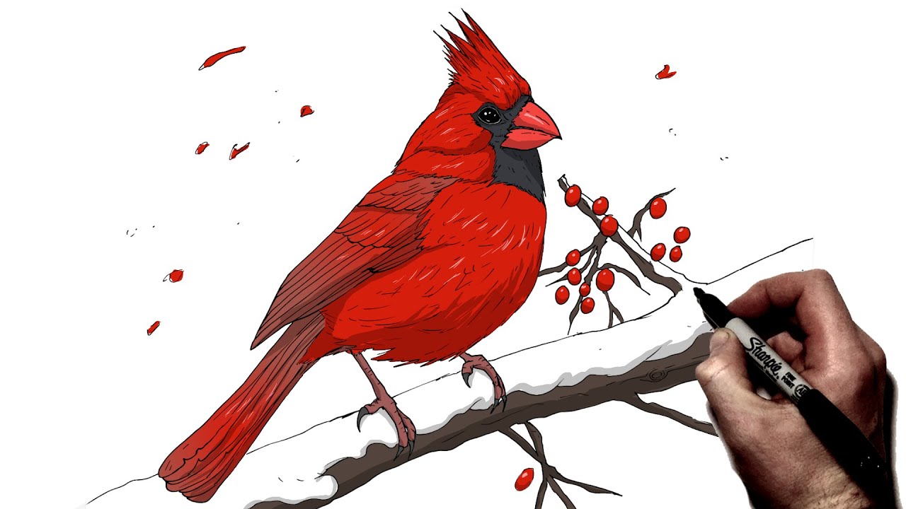 Cardinal Drawing