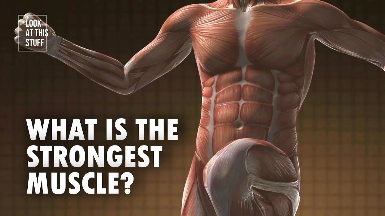 What Is The Strongest Muscle In The Human Body Youtube