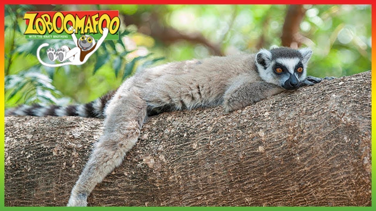 Zoboomafoo Episodes
