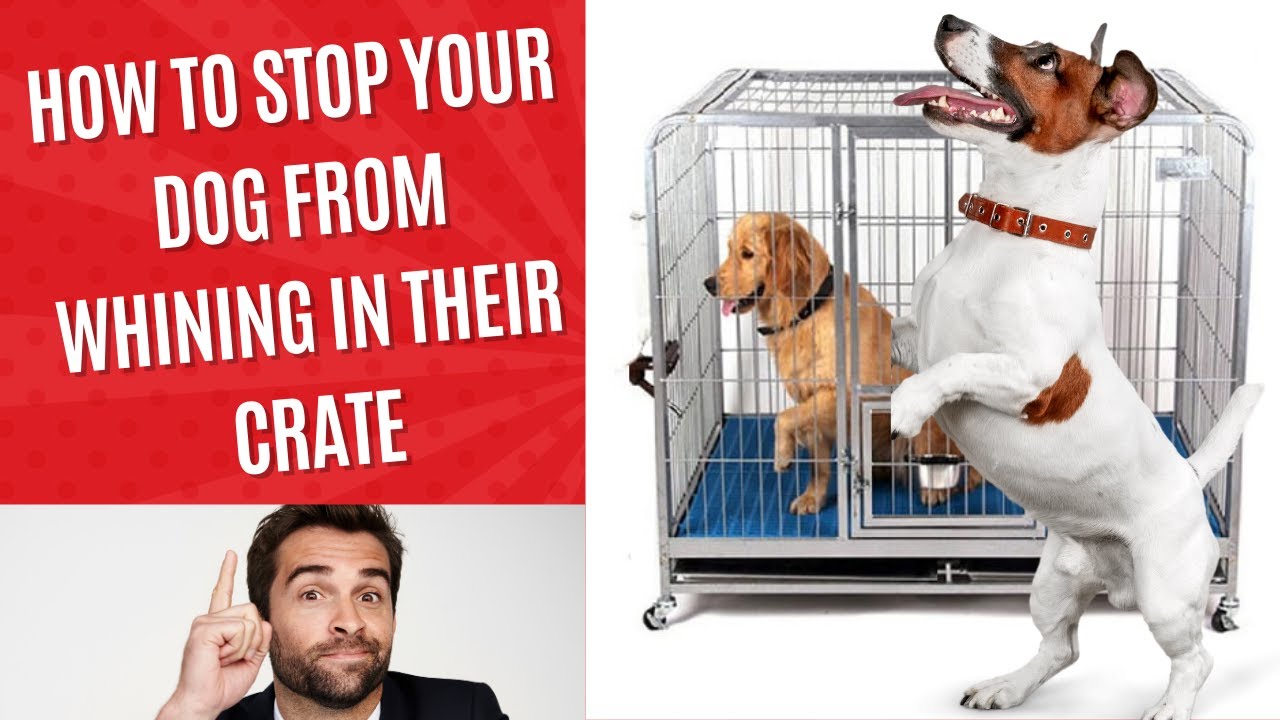 How To Stop Your Dog From Whining In Their Crate Youtube