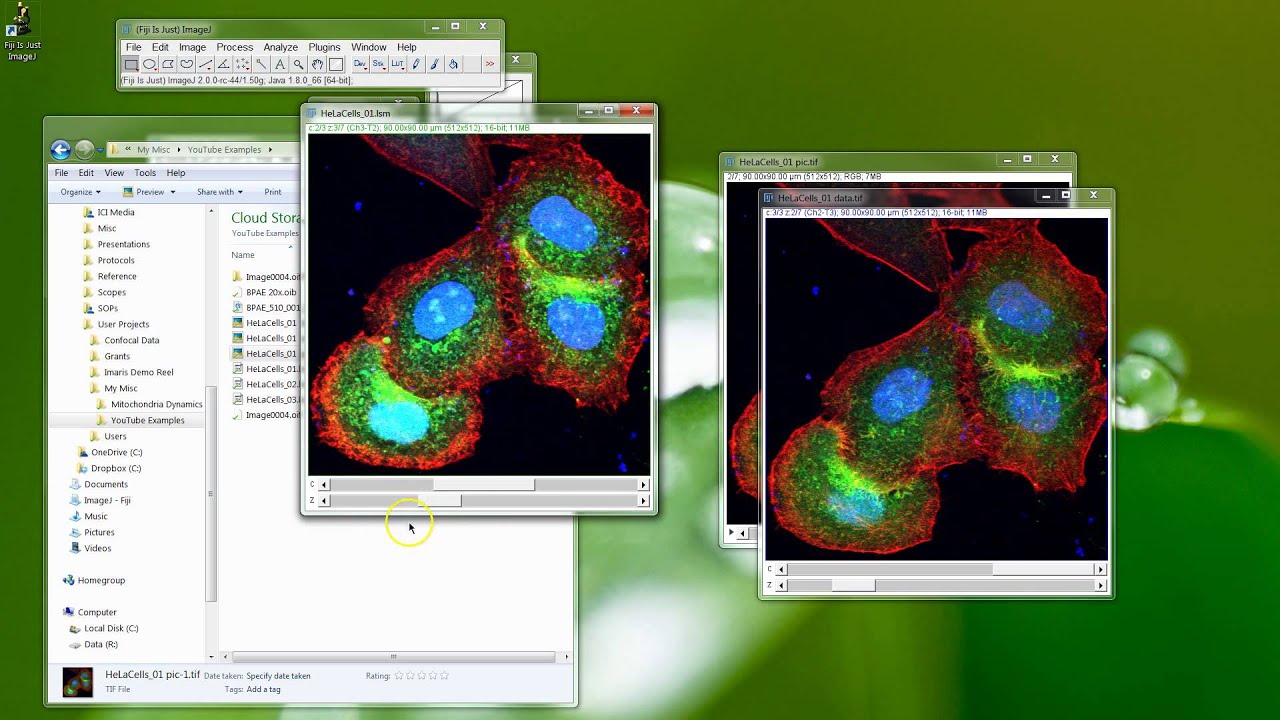 Imagej Fiji Infoupdate Org