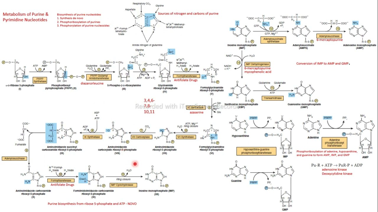Diagrama De Purina 7 11 Biosíntesis De Purina De Novo Libretexts