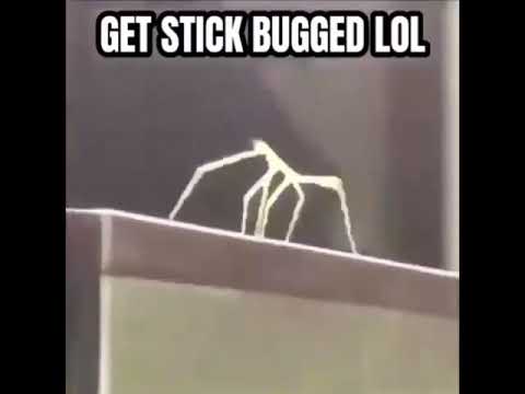 Stick Bug Meme Youtube