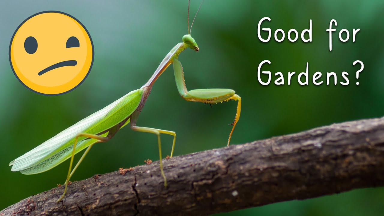 Praying Mantis For Stink Bug Spotted Lanternfly Pest Control In