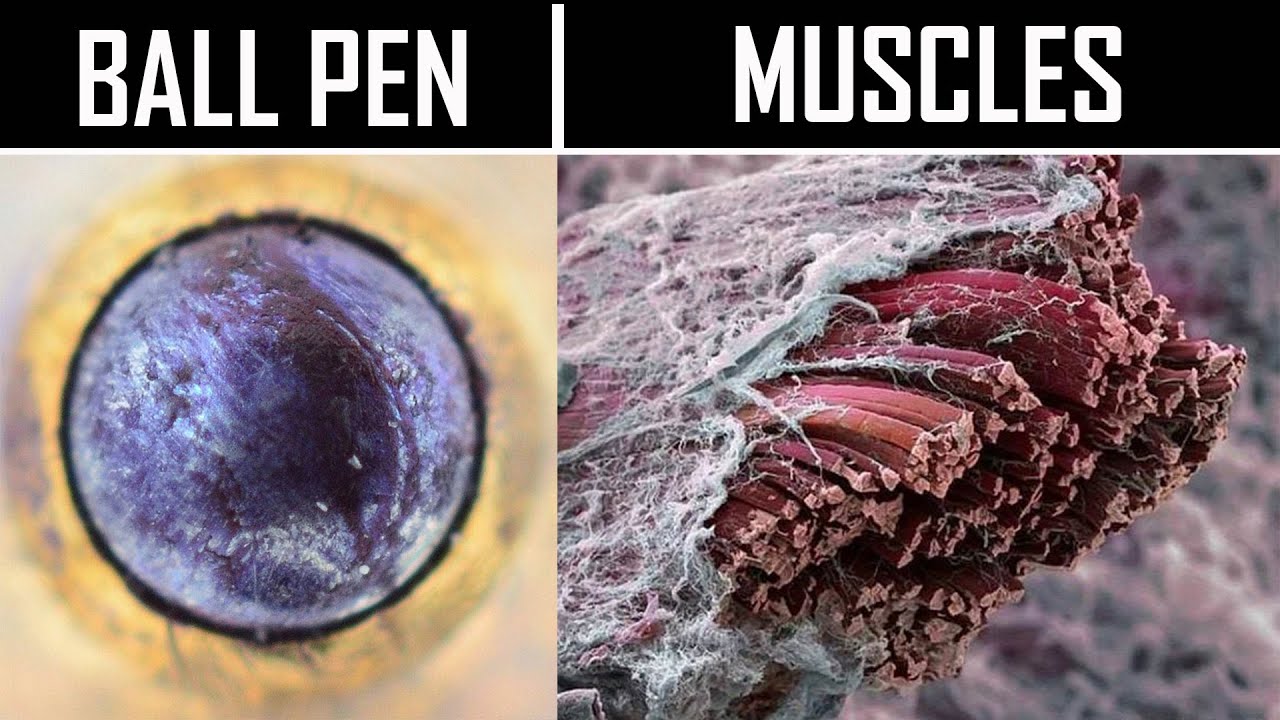 Objects Under Electron Microscope Youtube