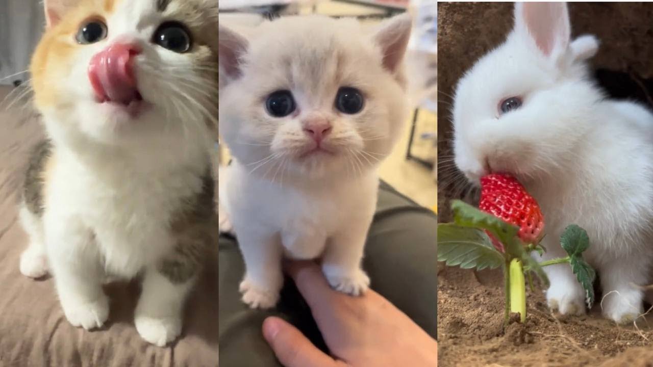 Funny Animals Meme Compilation Part 5 Youtube