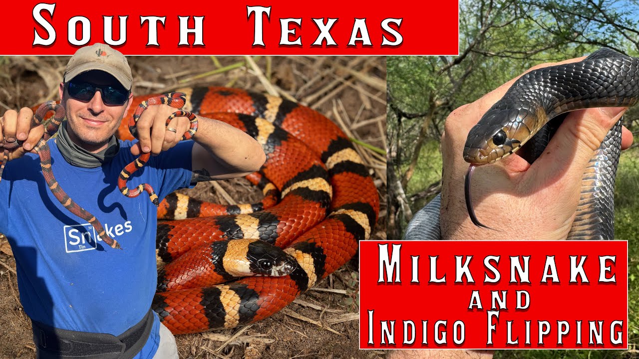 New Tin Stacks Produce Tons Of Milk Snakes And Indigos When Herping In