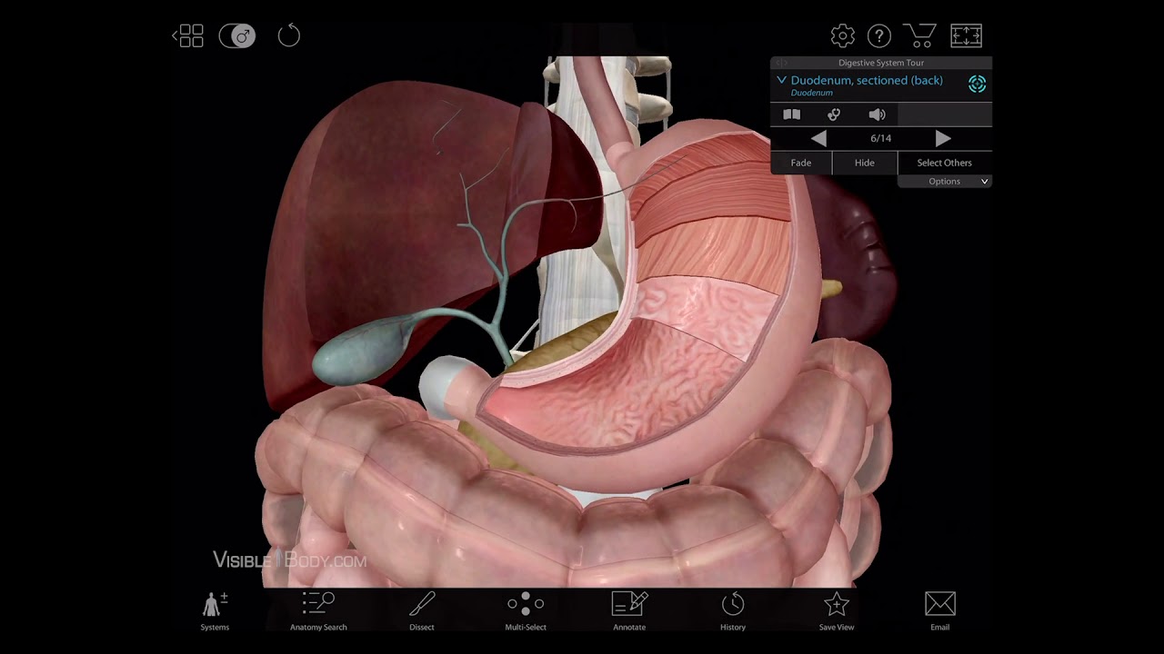 Visible Body 3d Tour Of The Digestive System Youtube