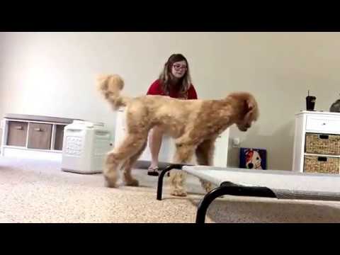 Seizure Response Service Dog Training Youtube