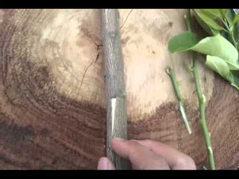 Grafting Citrus Demonstration Youtube