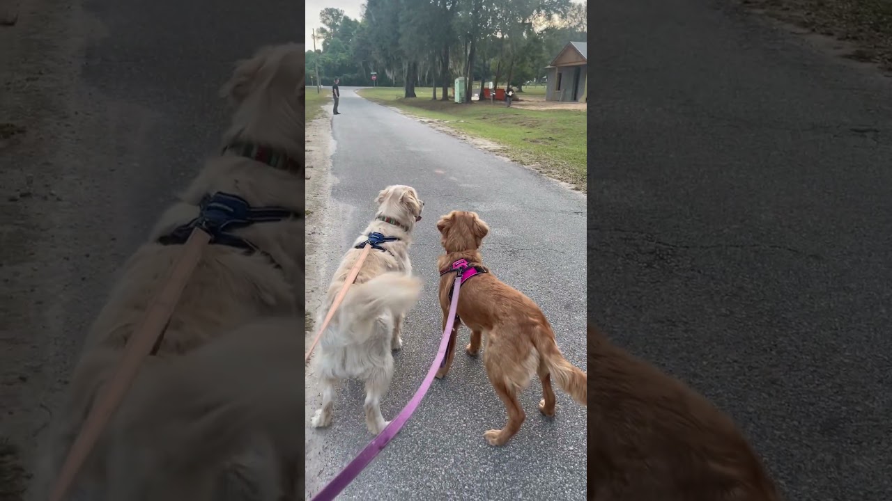 Caring For A Pregnant Cat Nutrition During Pregnancy Housepetscare