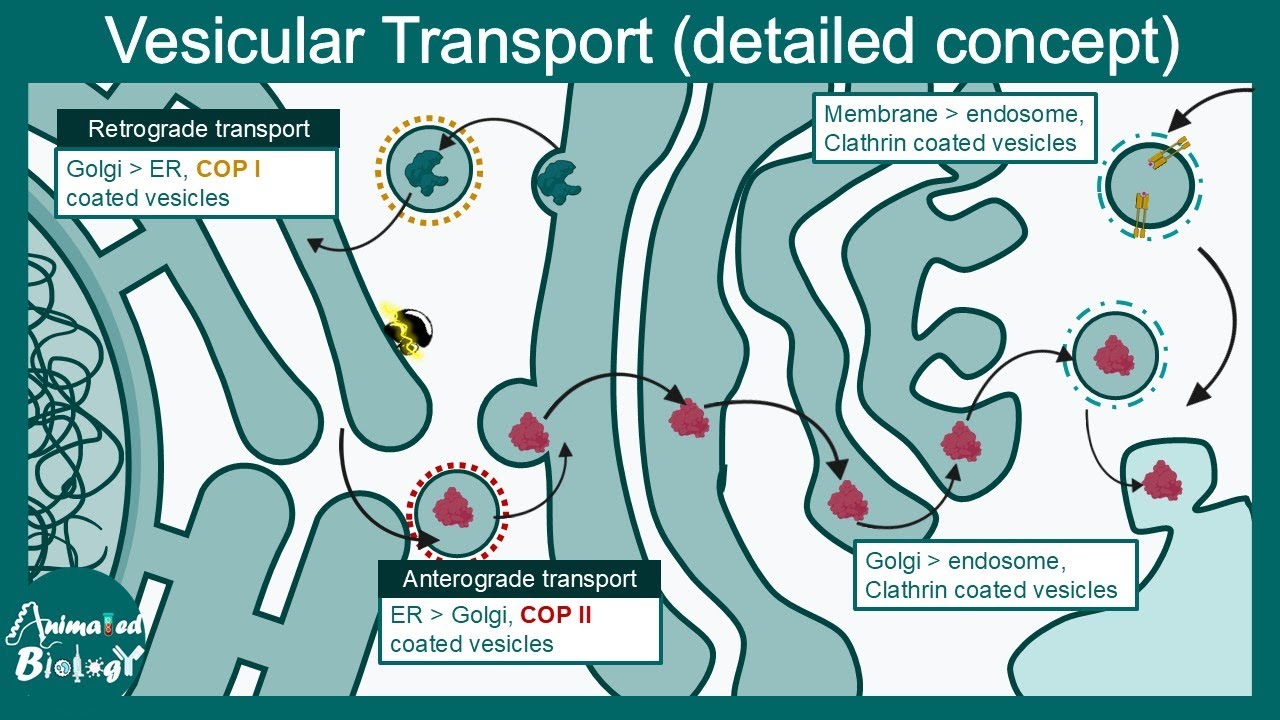 Vesicular Transport Detailed Concept Ccop I Copii And Clathrin