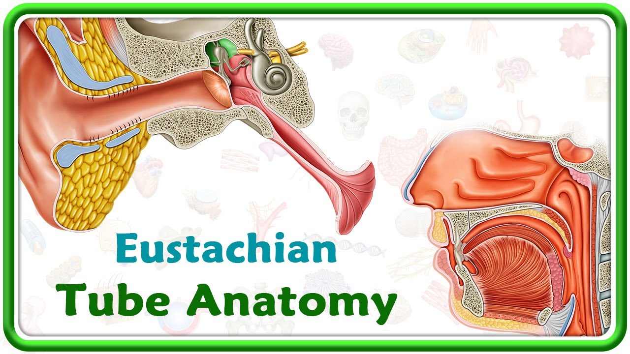 Eustachian Tube Anatomy Animation Youtube