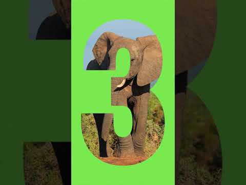 What Animal Has The Highest Iq Exploring The Smartest Creatures On