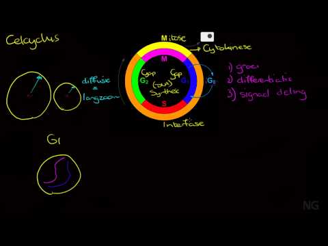 Celdeling En Ontwikkeling Celcyclus Videoplatform Scholieren