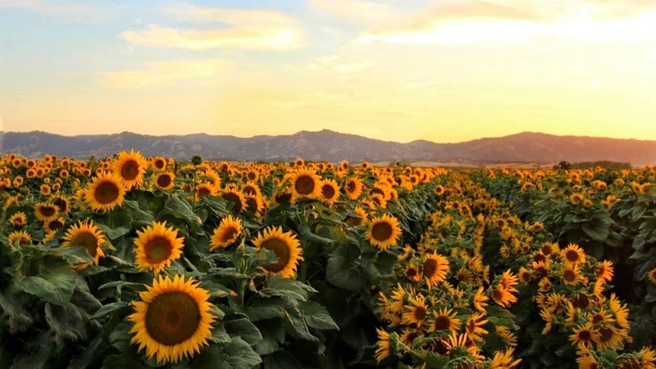 Why Sunflowers Follow The Sun Youtube