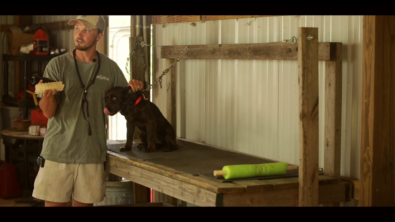 Force Fetching A Boykin Spaniel Part 2 Youtube