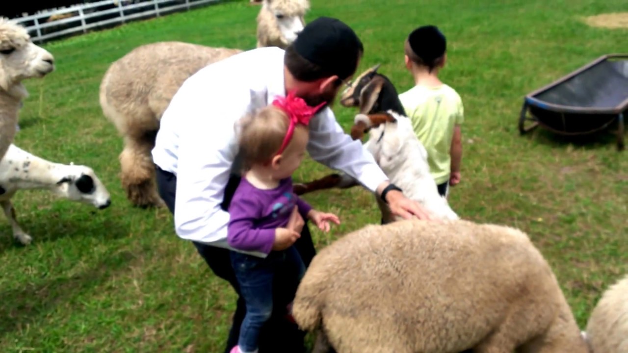 Family Fun Farm Petting Zoo Youtube