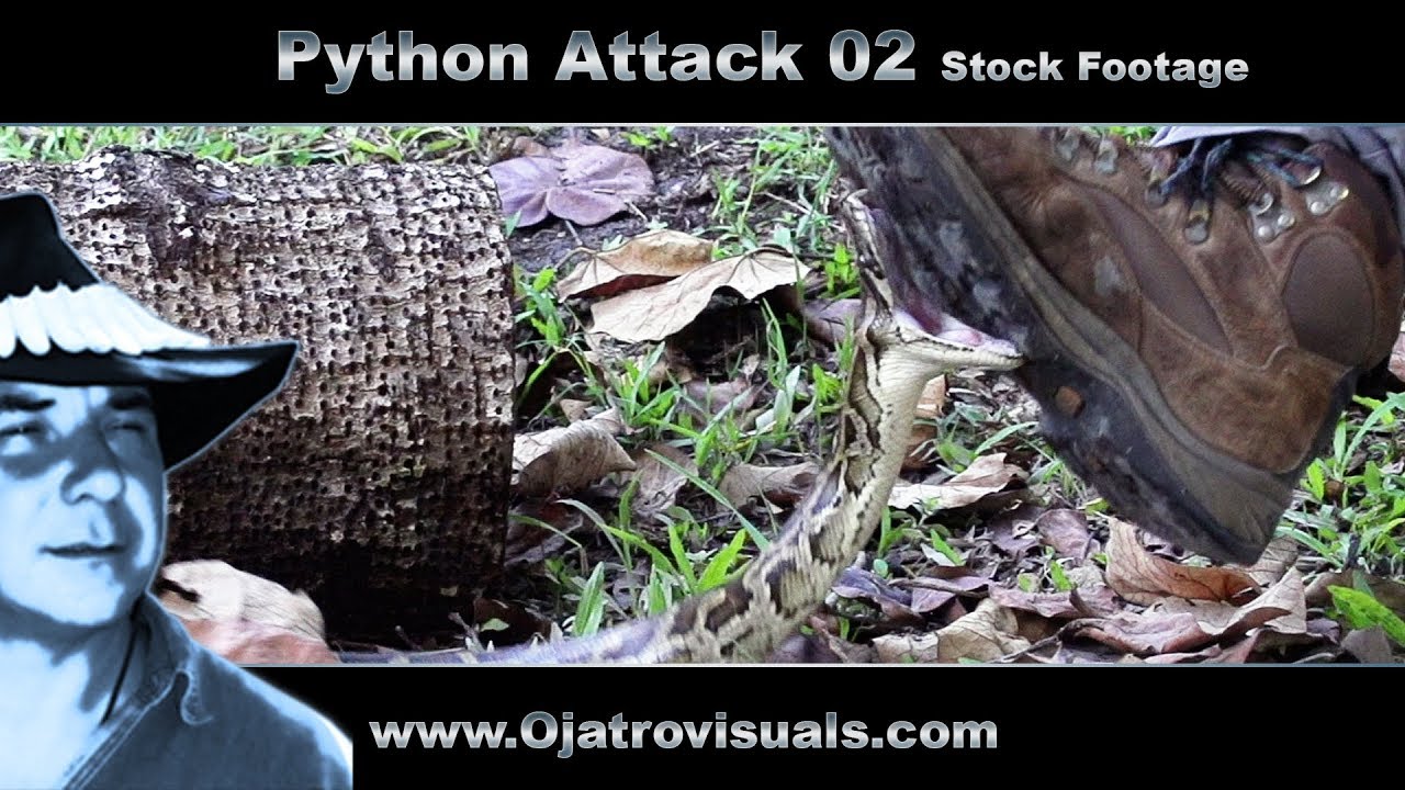 Python Attack 02 Stock Footage Youtube