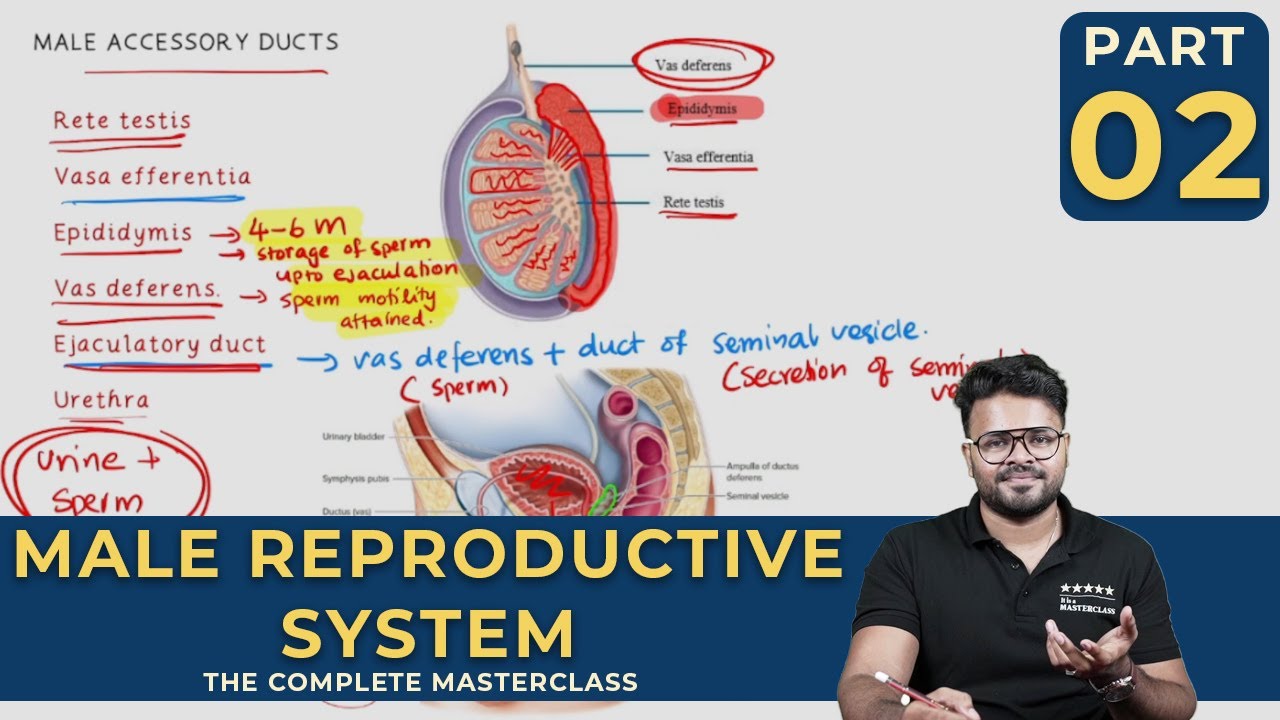Mastering Male Reproductive System Human Reproduction Class 02