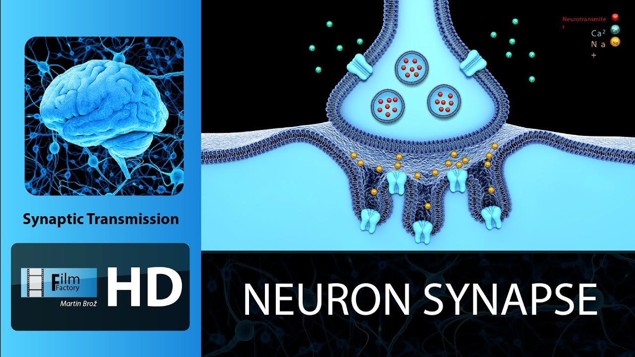 Neuron Synapse Animation Synaptic Transmission Youtube