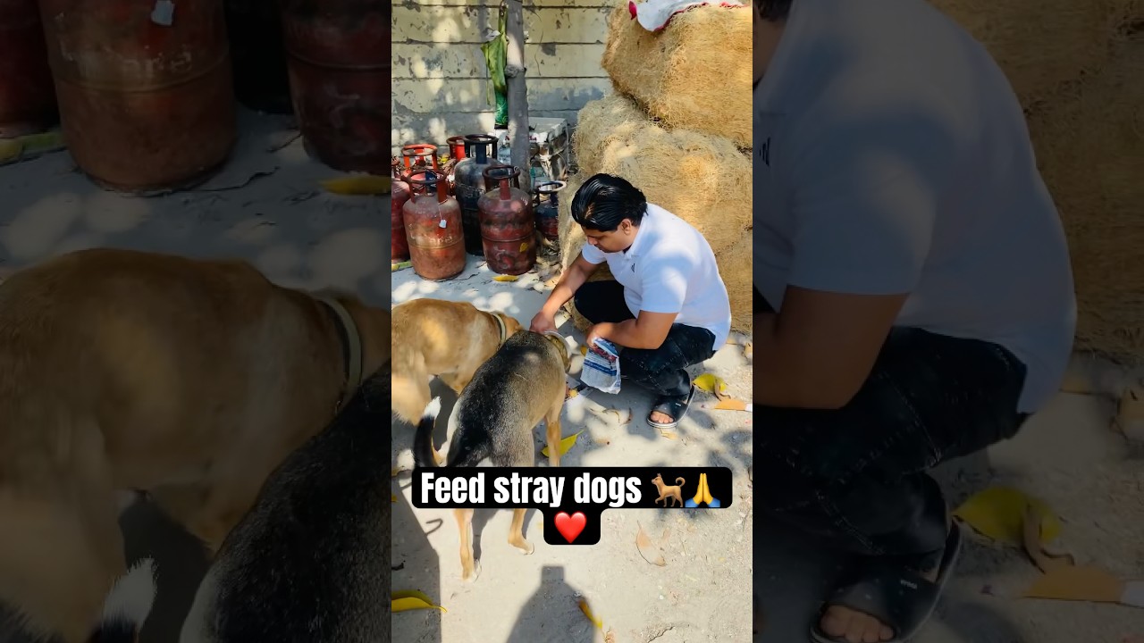 Java Sparrow Breeding Progress And Important Issues Discuss Java