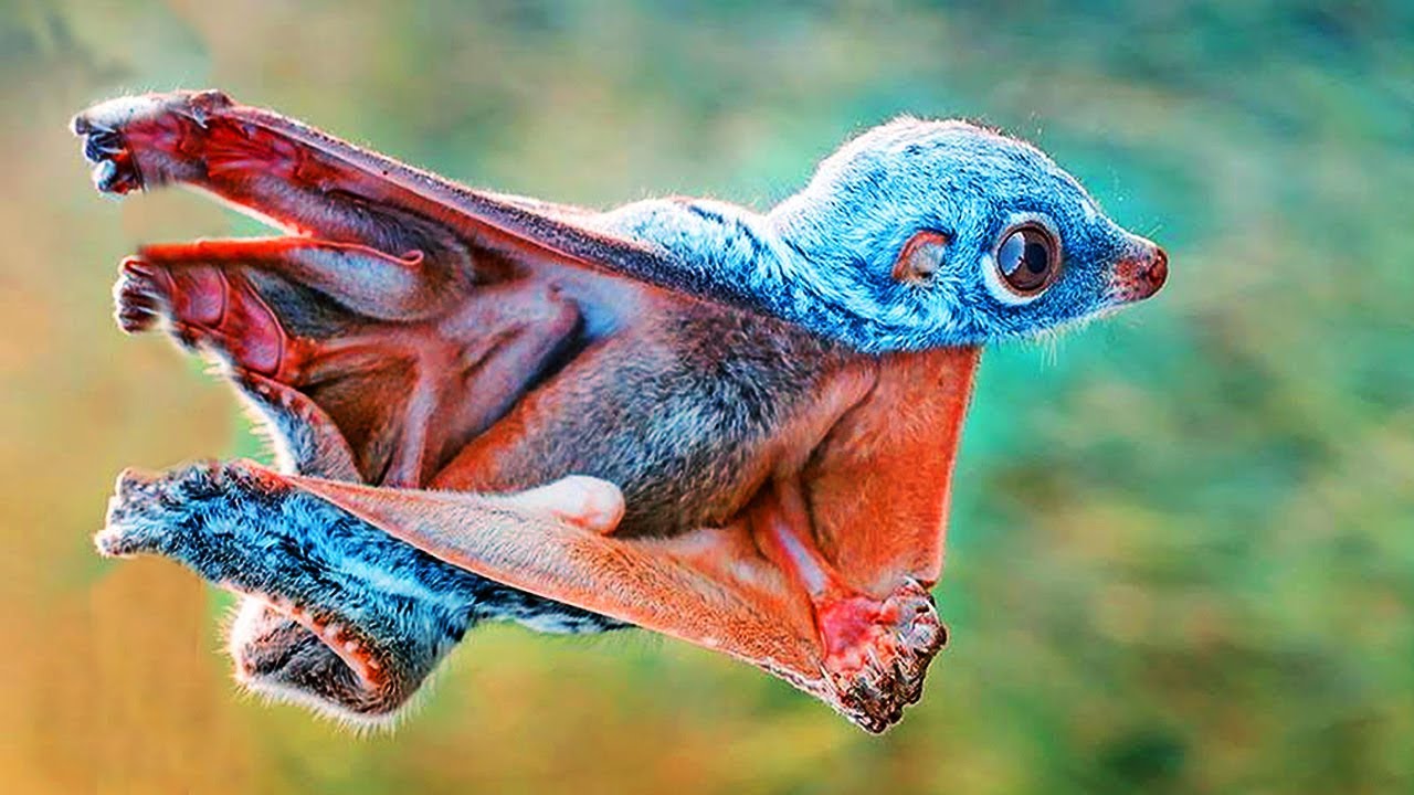 Strangest Animal Adaptations In Nature Youtube