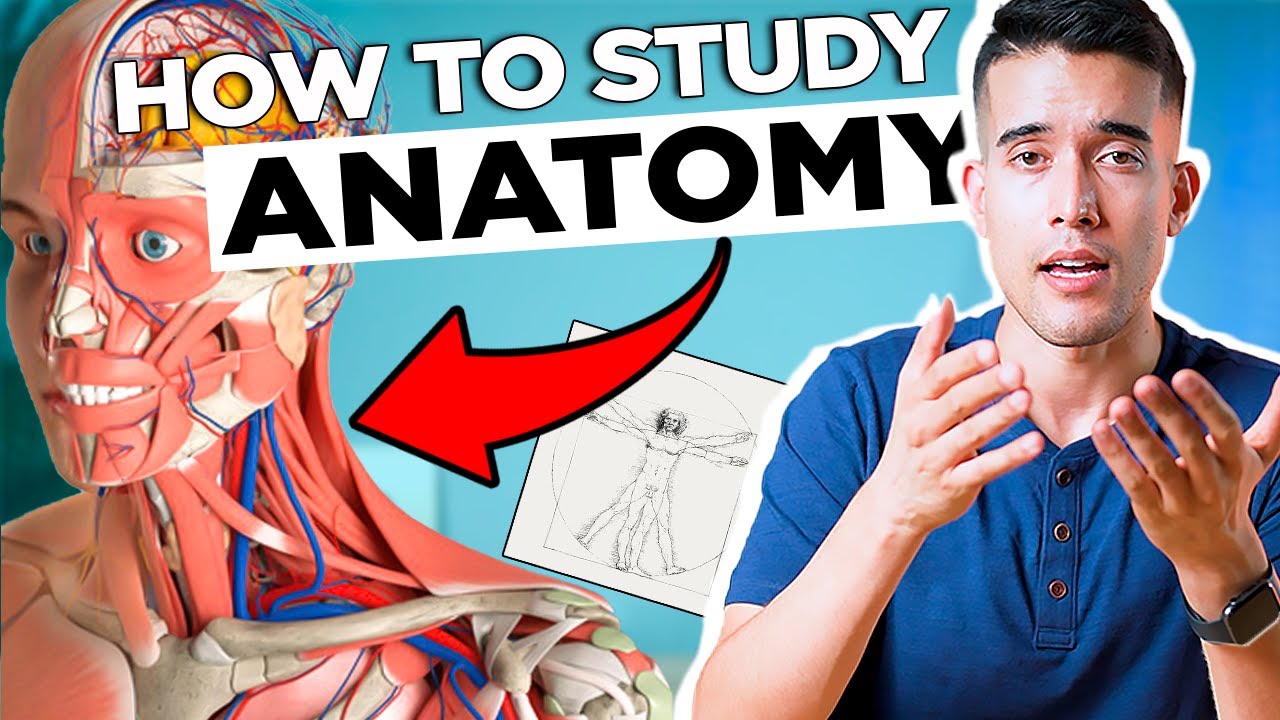 How To Learn Anatomy Quickly At Clair Matthews Blog