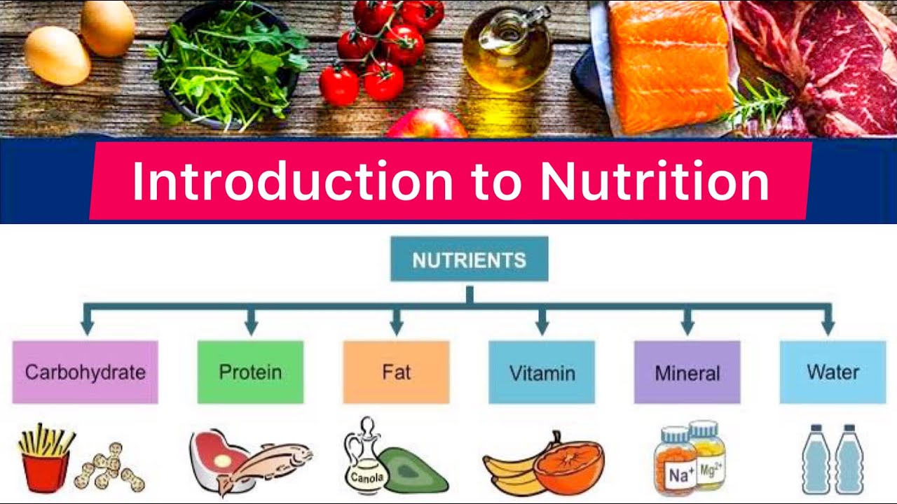 Intro To Nutrition Nutrition Definition Nutrient Food Function