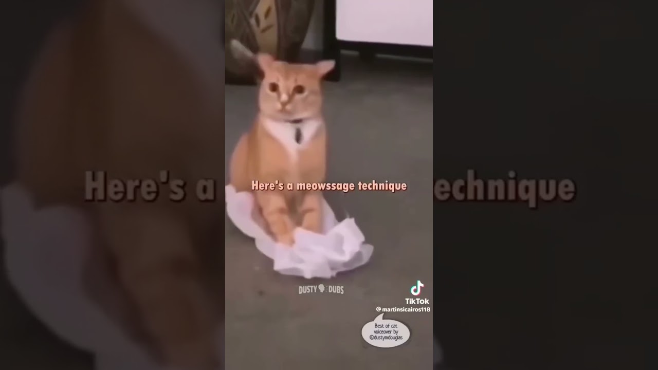 Cat Memes Not Mine Housepetscare