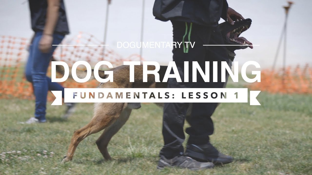 Dog Training Fundamentals Lesson 1 Youtube