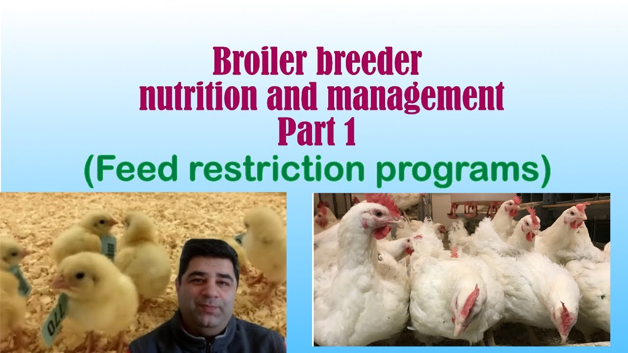 Broiler Breeder Nutrition And Management Part 1 Youtube