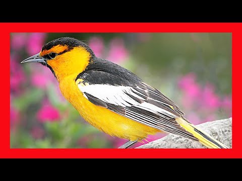 Bullock S Oriole Song Bullock S Oriole Call Bullock S Oriole Sound