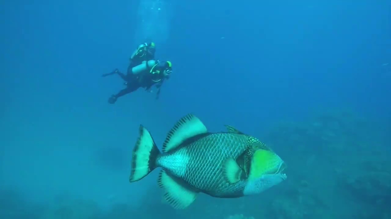 Triggerfish Attack Great Barrier Reef Dec 2016 Youtube