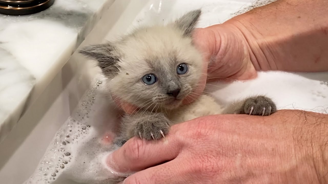 15 Rescued Kittens Get Their First Bath Youtube