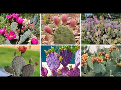 Prickly Pear Cactus Plants Your Complete Guide To Grow Howspruce Blog