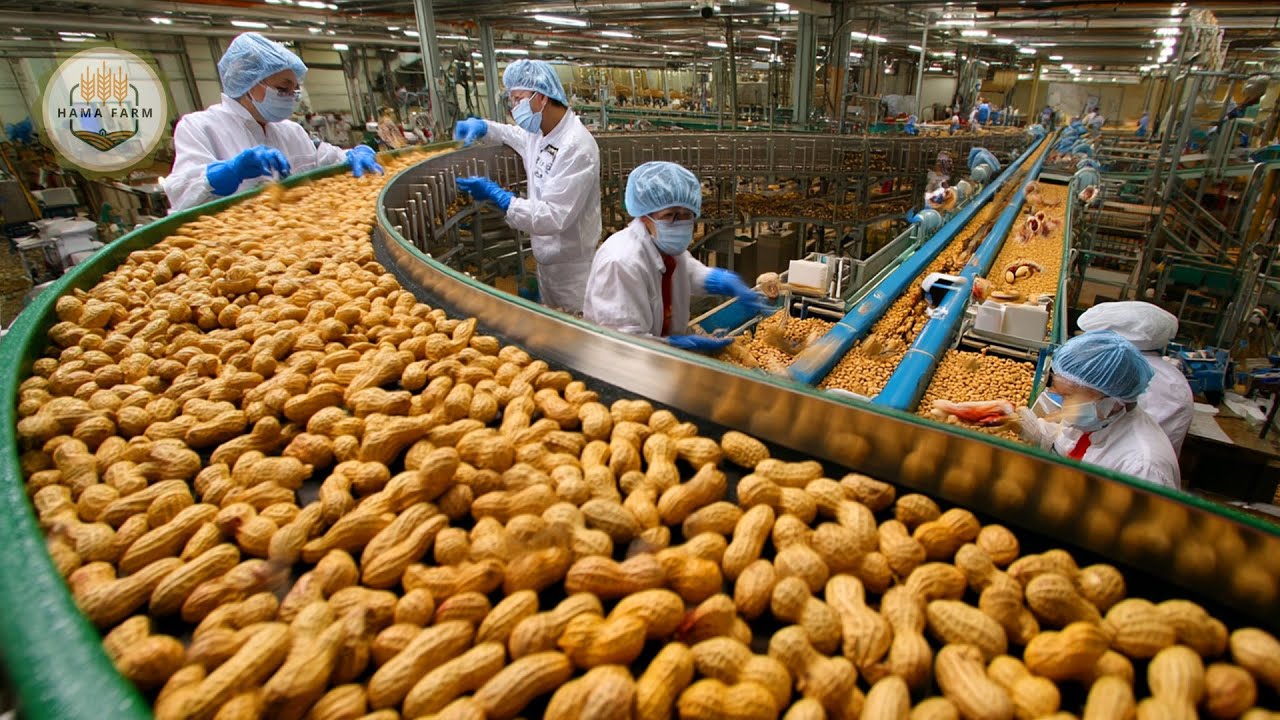 How To Process 5 9 Billion Pounds Of Peanuts In A Processing Factory