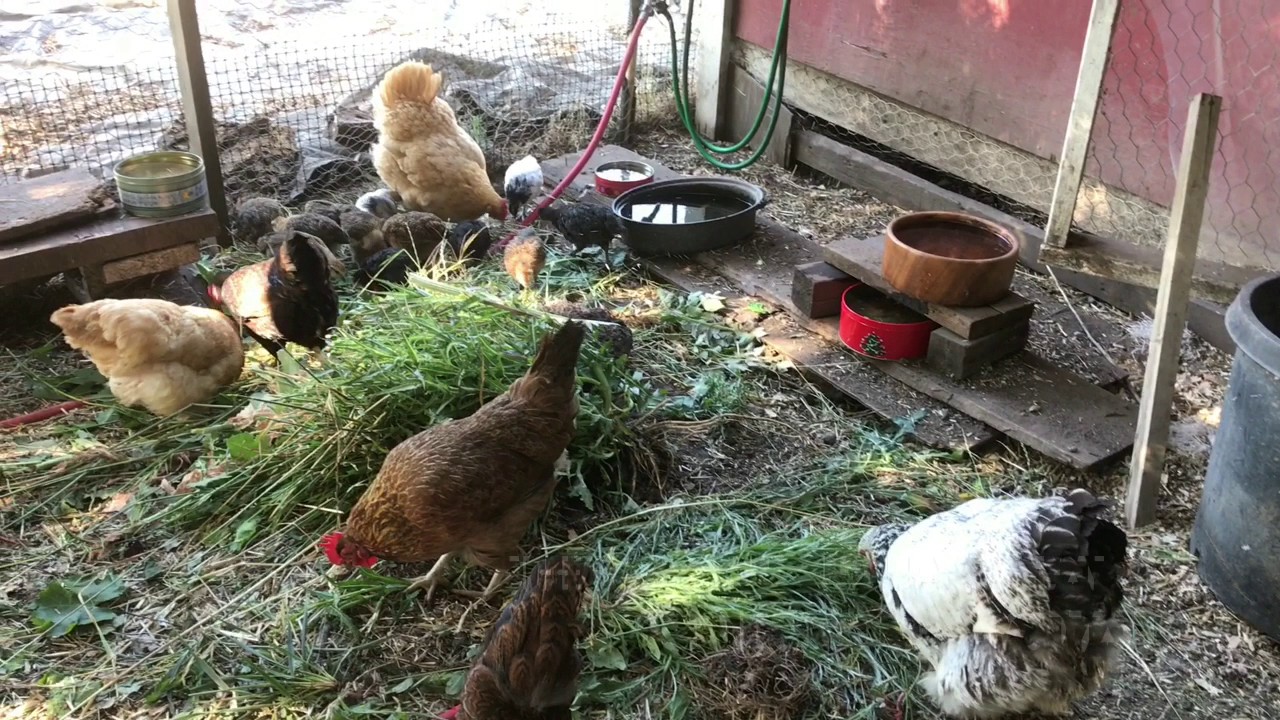 Raising Chickens 101 Getting Started What They Don T Tell You