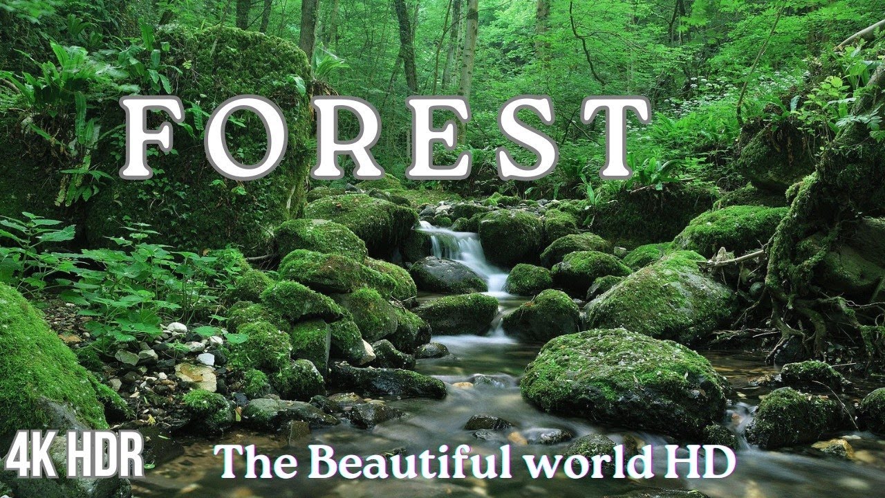 Forest Meditation In 4k Pure Nature Symphony Relaxation Peaceful