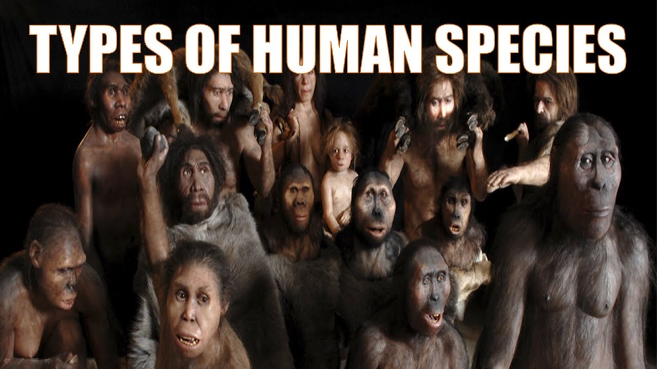 How Many Human Species Existed On Earth Xvpvke