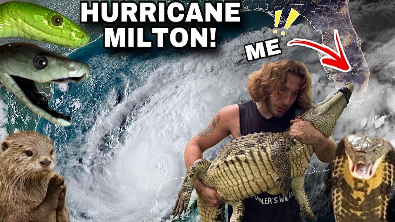 Hurricane Gotta Catch My Animals Youtube