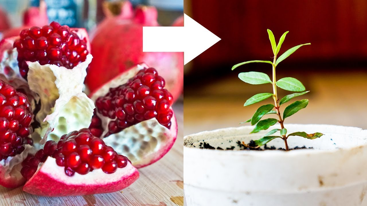 How To Grow Pomegranate Tree From Seed Youtube