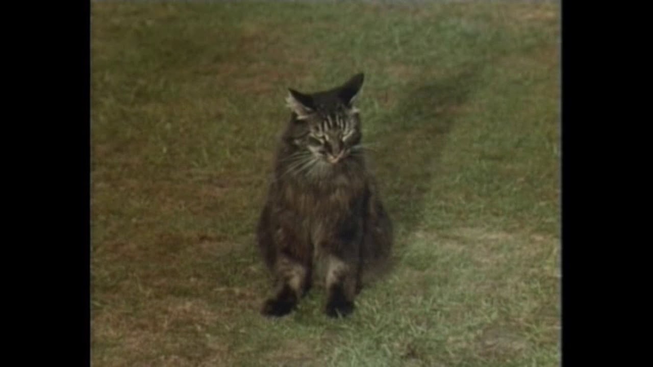 Confuse A Cat Monty Python S Flying Circus S01e05 Youtube