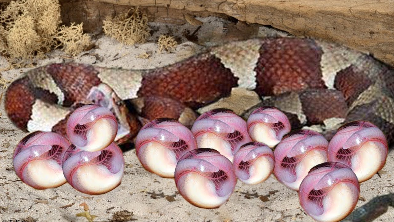 Copperhead Snake Eggs