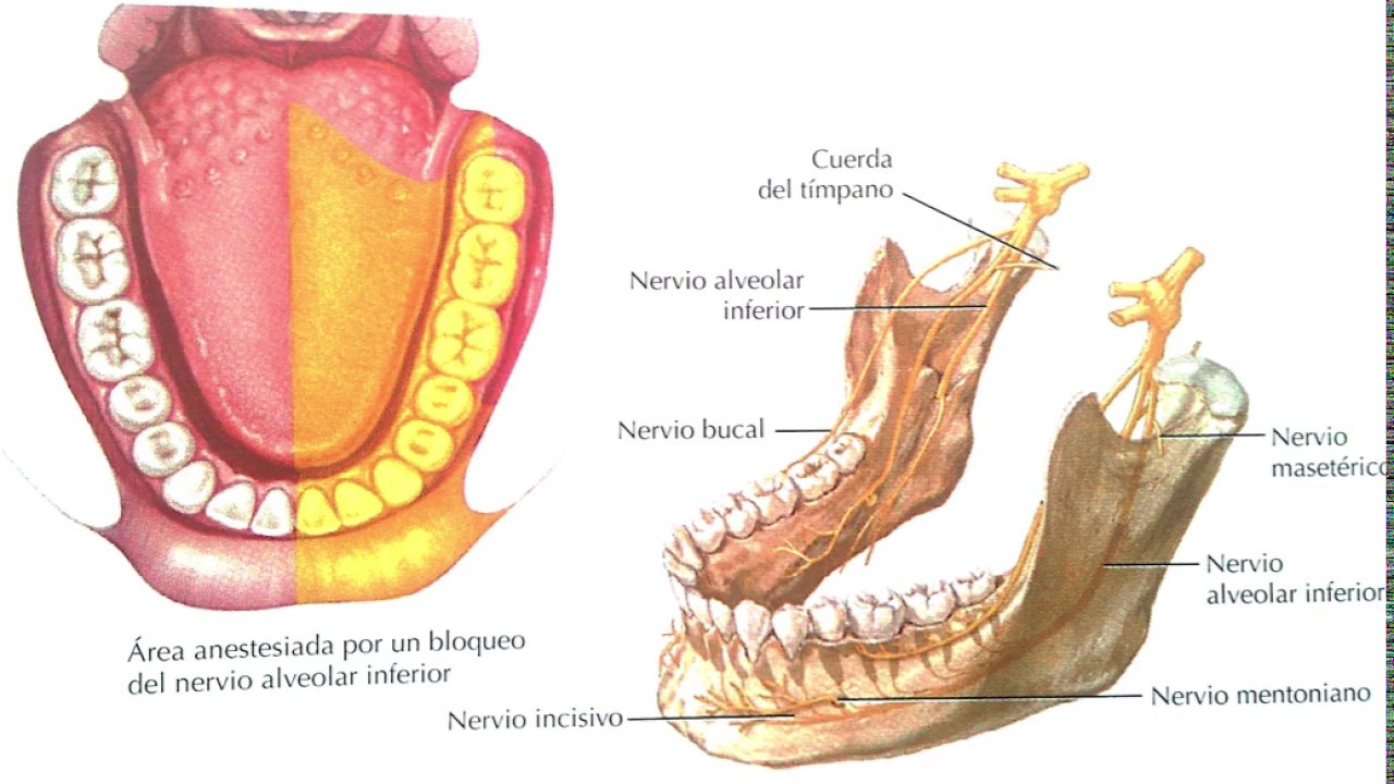 Anestesia Do Nervo Alveolar Inferior Retoedu