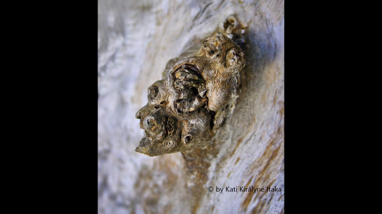 Hidden Faces Youtube