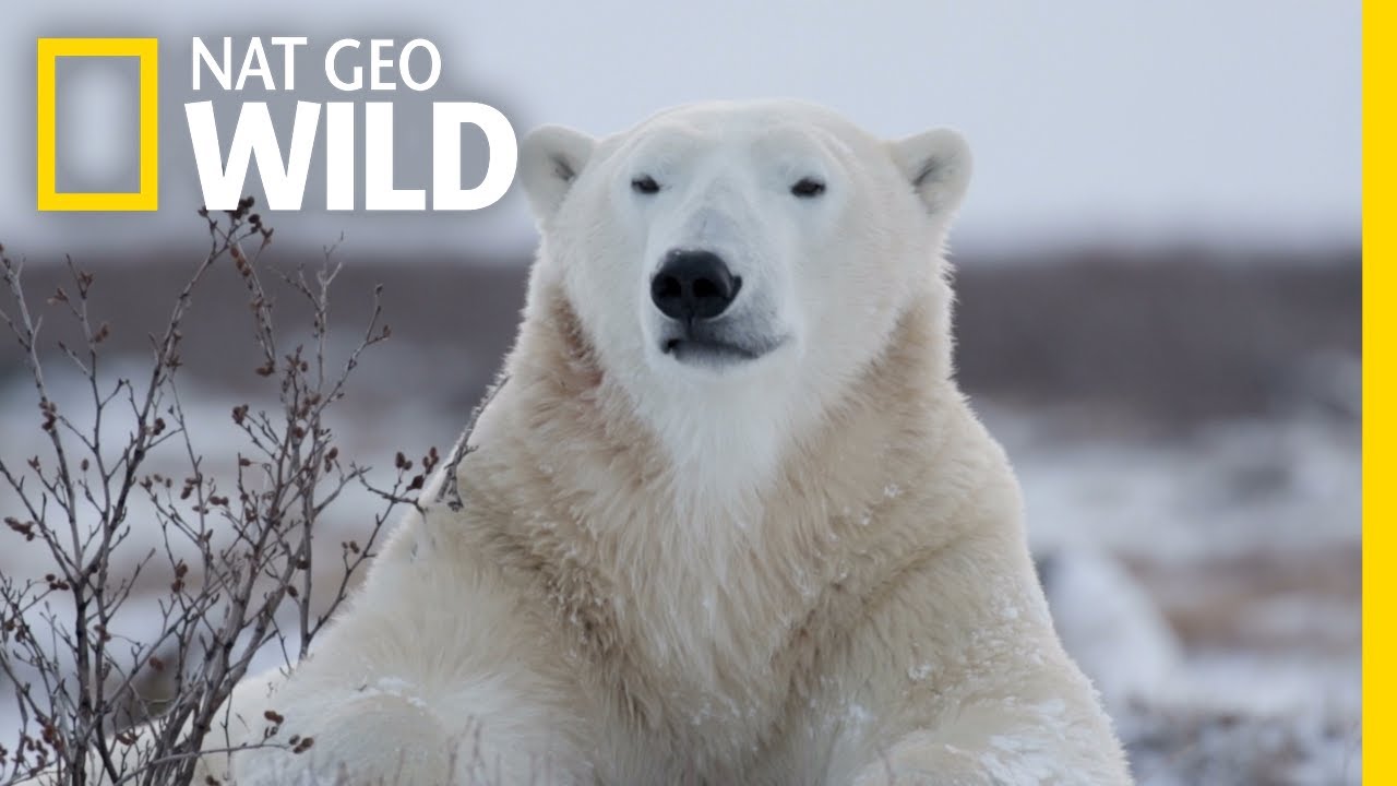 Polar Bears 101 Nat Geo Wild Youtube