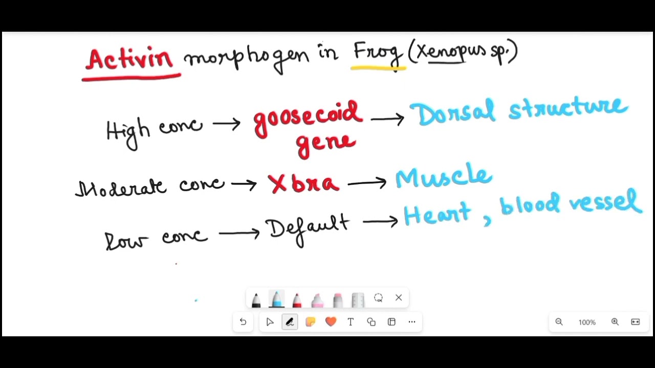 Morphogen Gradient Developmental Biology Youtube