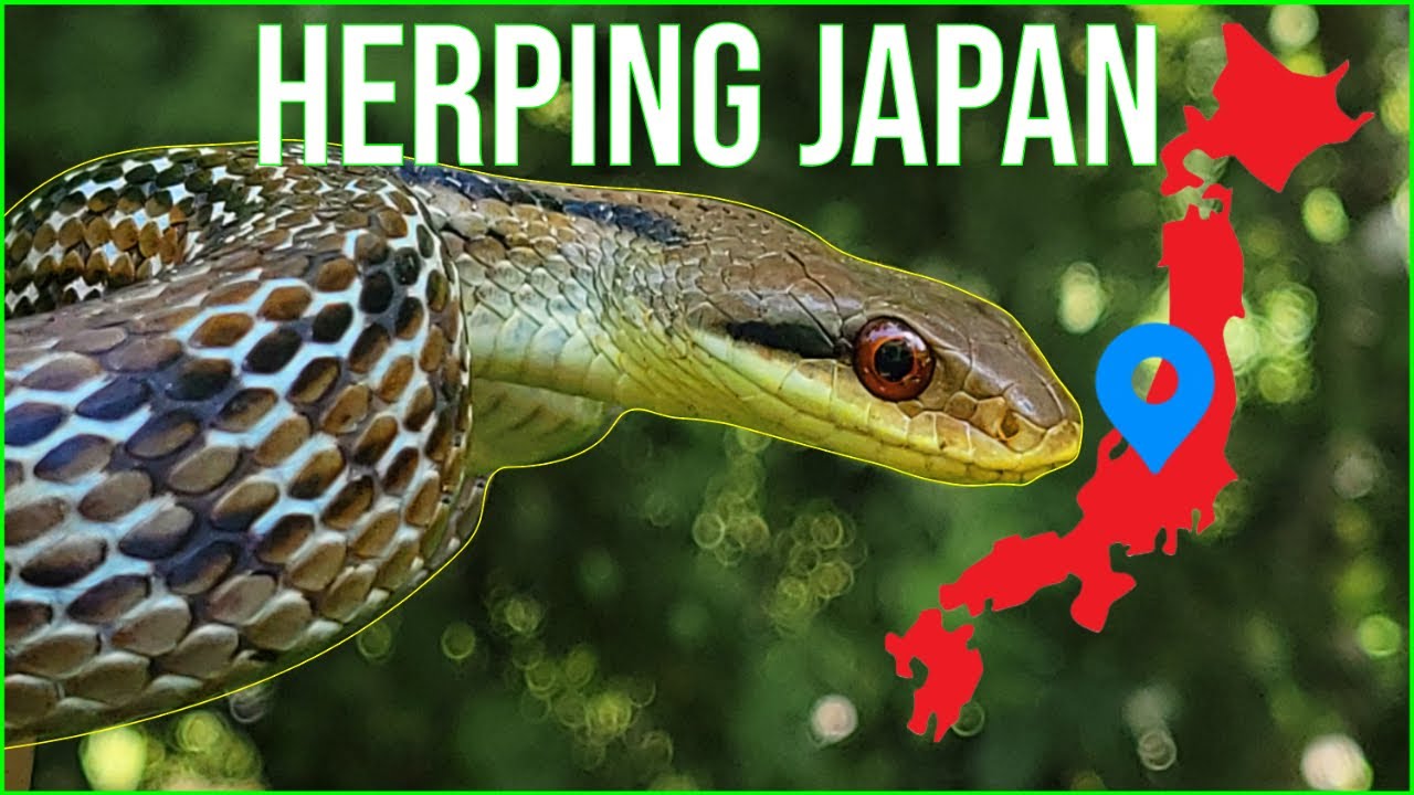 Catching Japan S Most Beautiful Snake Youtube