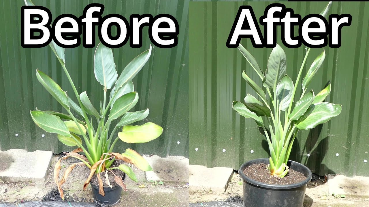 Bird Of Paradise Indoor Plant Propagation At Naomi Marshall Blog